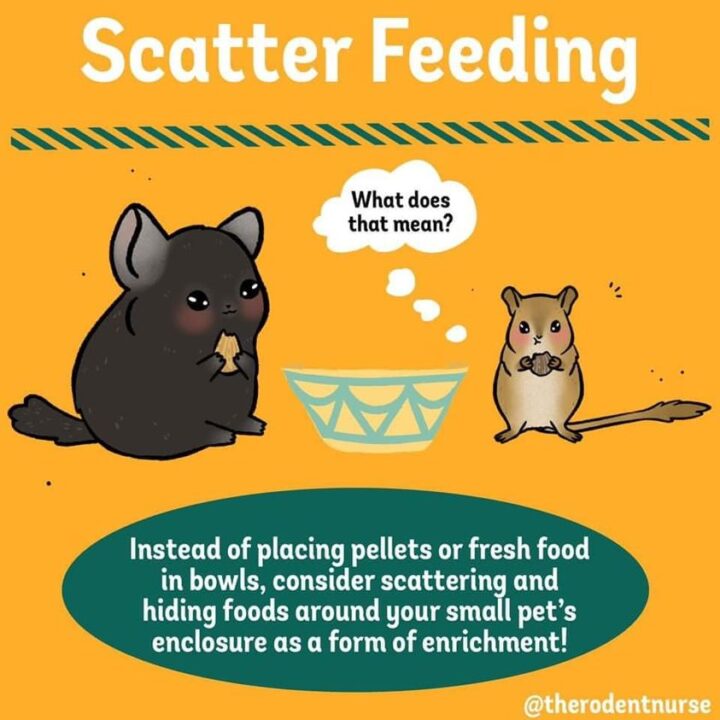 Scatter Feeding is a Good Idea - HamsterWelfare.com | Welfare Advice ...