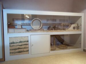 Hamster Cage Ideas for Your Hamster Setup