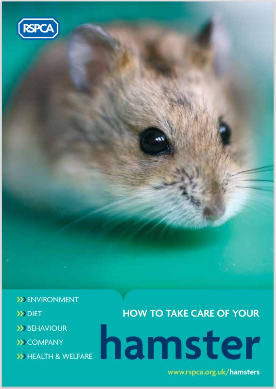 Hamster Care Guide - Get The Real Advice!