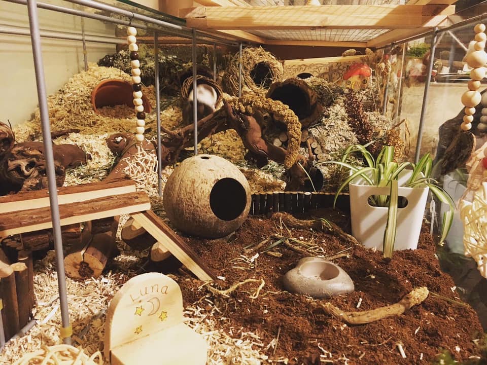 Hamster Cage Ideas for Your Hamster Setup
