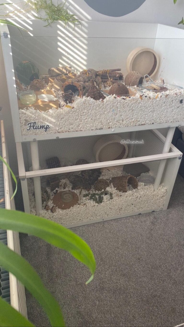 Amazing Hamster Cage and Tank Setups