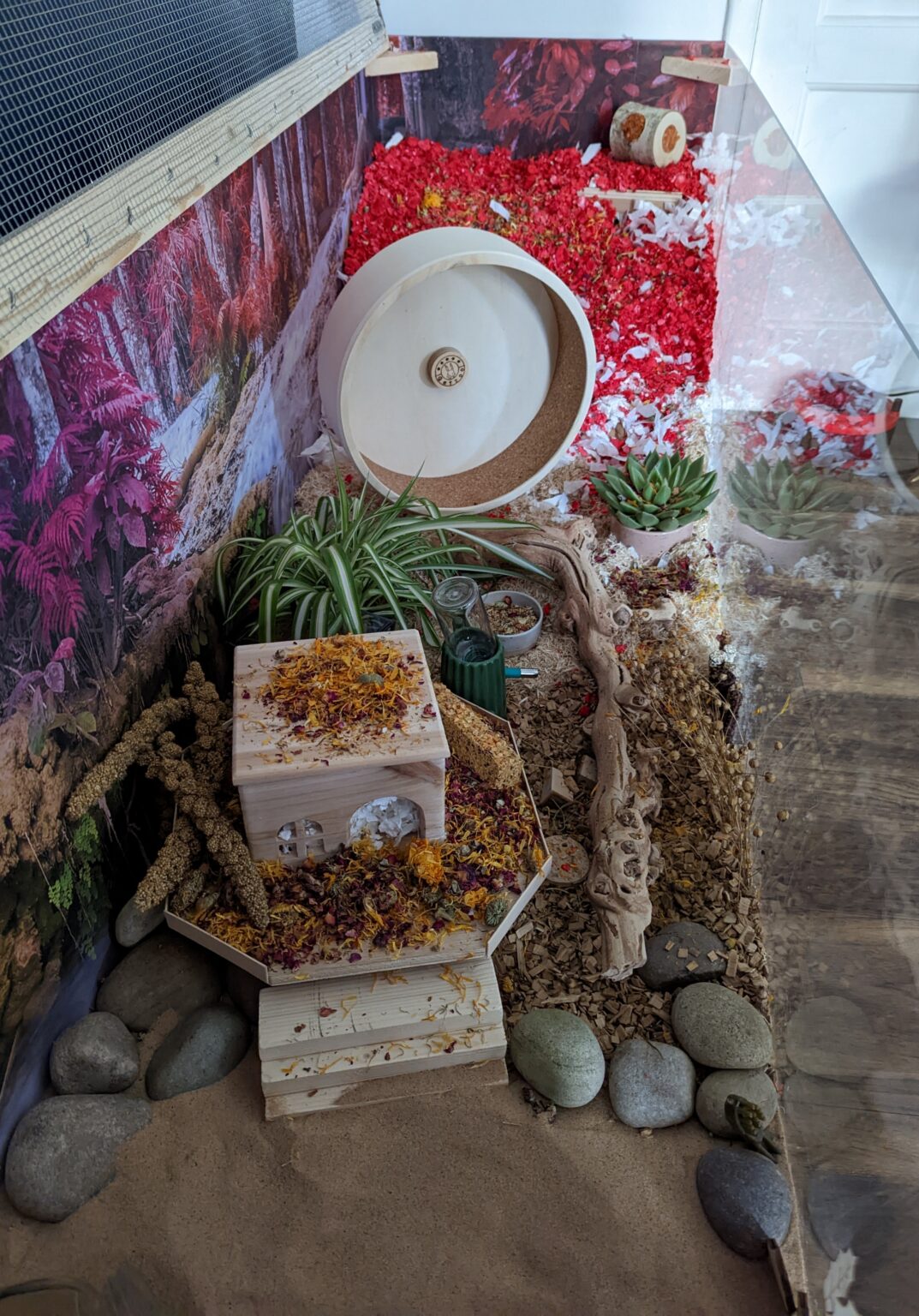 Hamster Cage Ideas for Your Hamster Setup