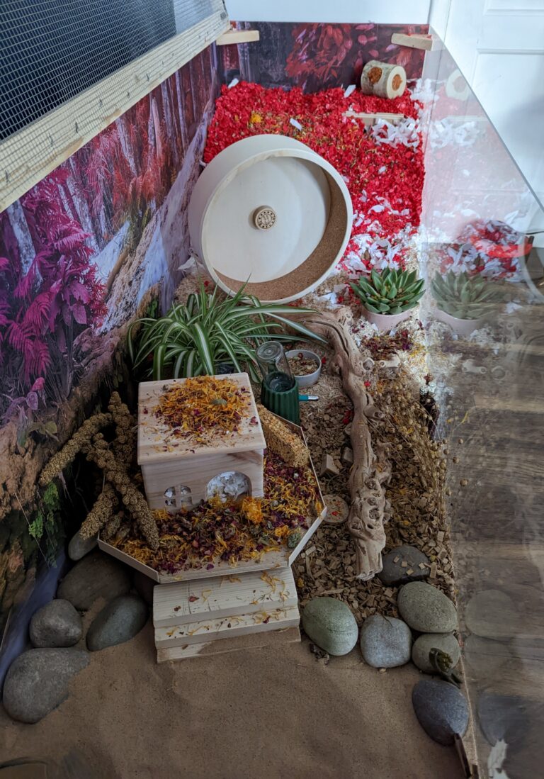 Hamster Cage Ideas for Your Hamster Setup