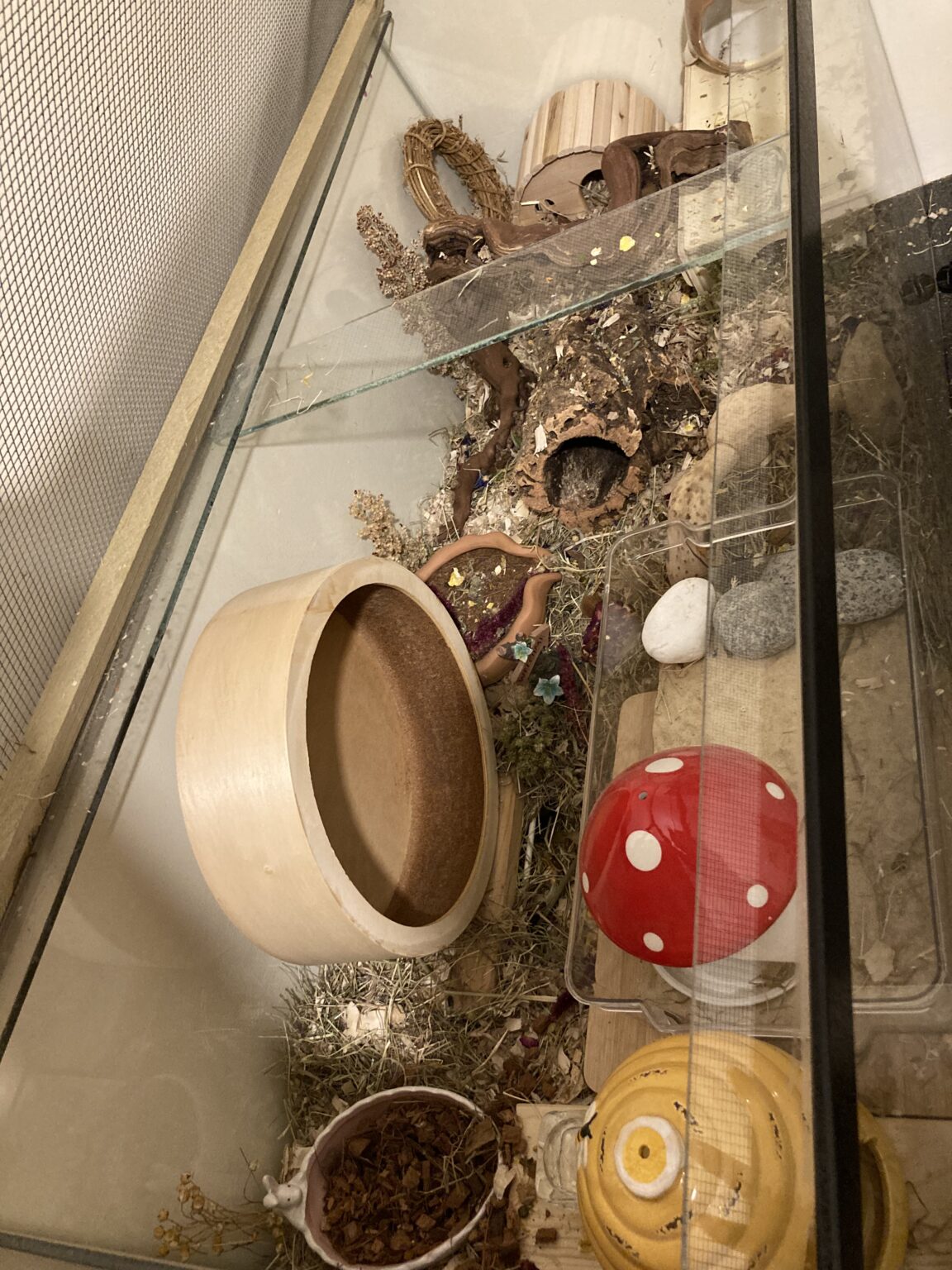 Hamster Cage Ideas for Your Hamster Setup