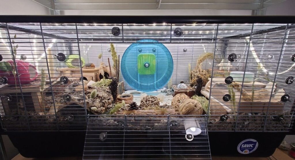 How Barred Cages Can Still Be Beneficial - HamsterWelfare.com | Welfare ...