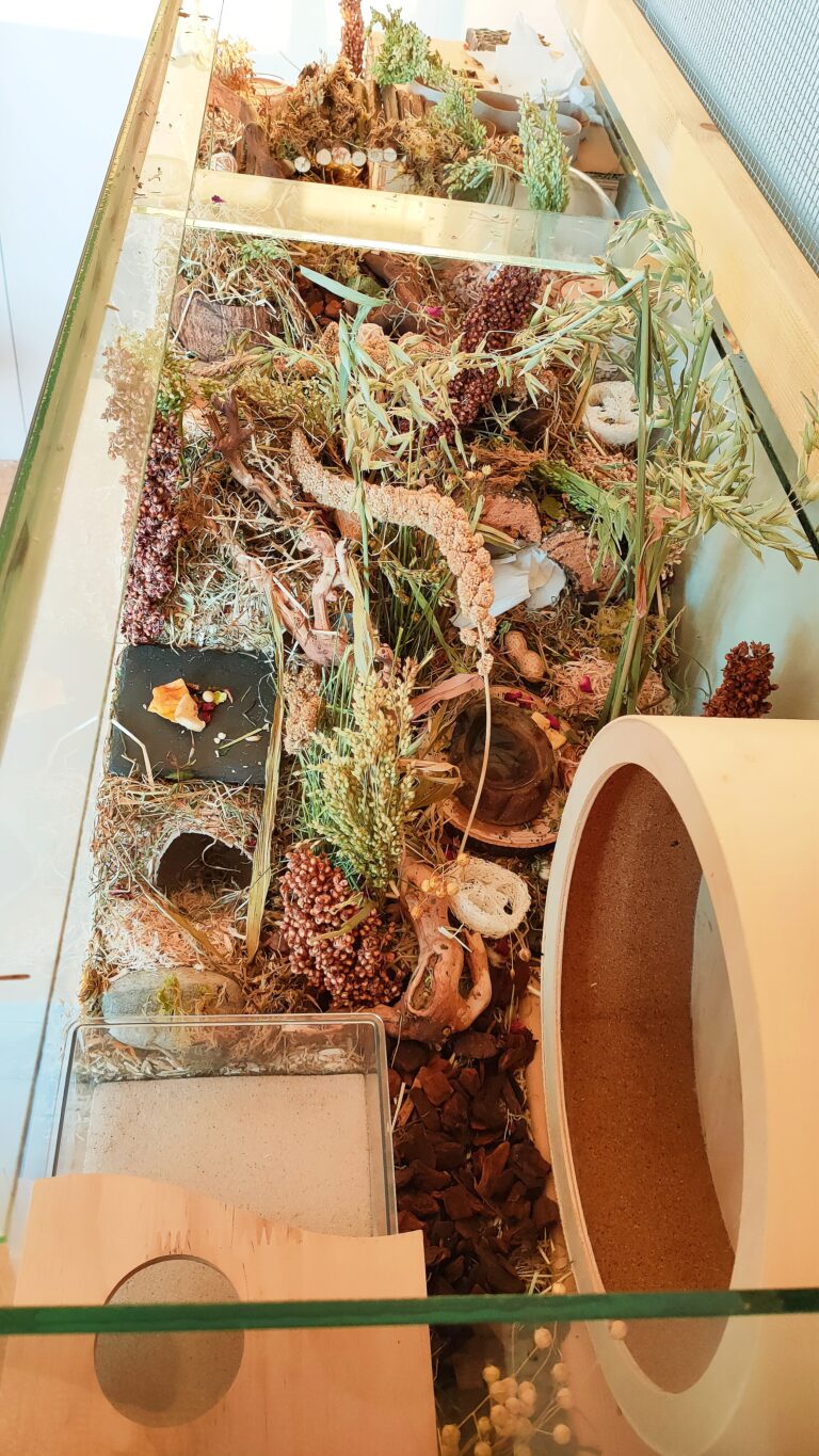 Hamster Cage Ideas for Your Hamster Setup