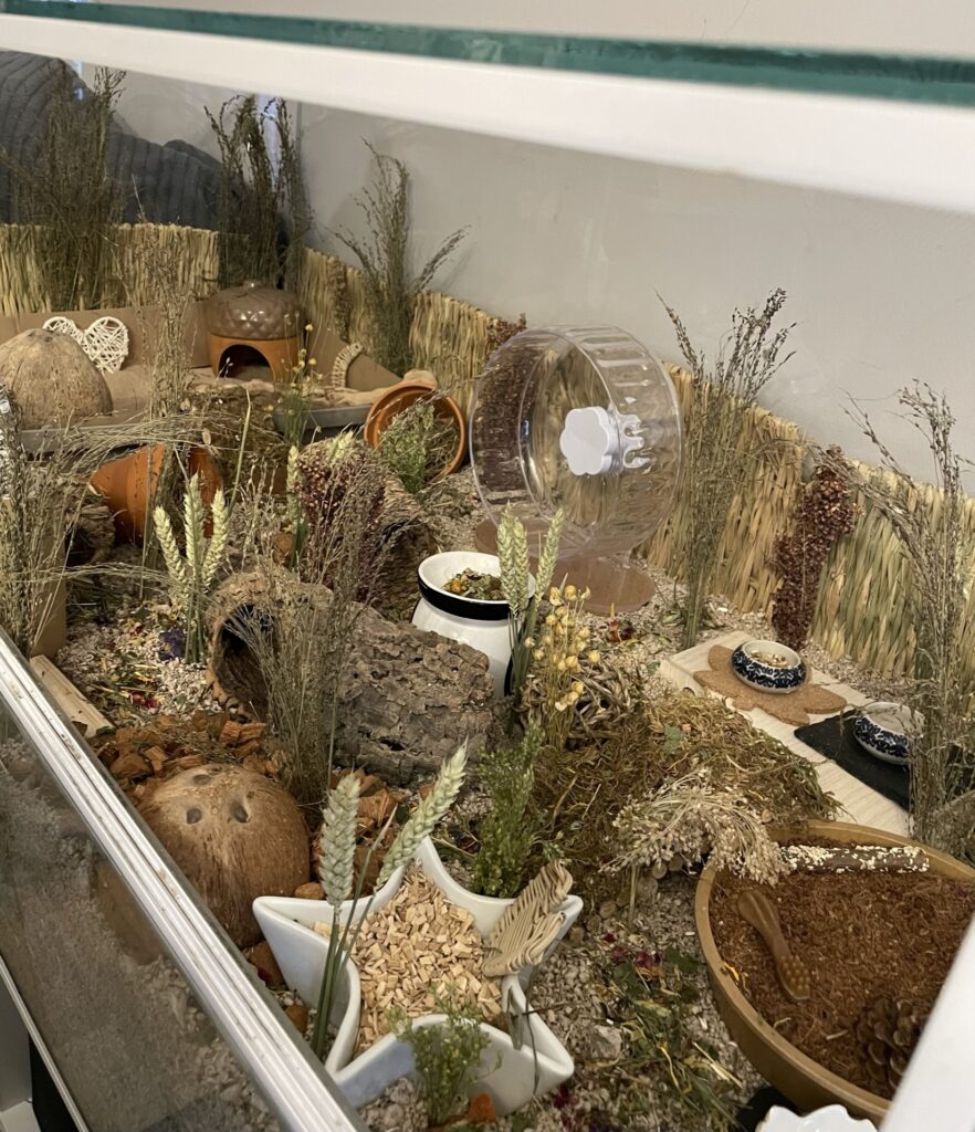 Hamster Cage Ideas for Your Hamster Setup