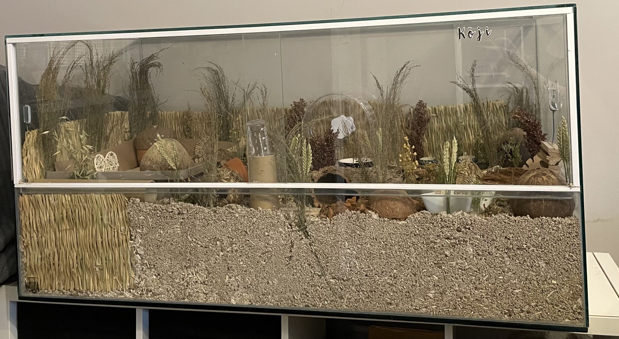 Hamster Cage Ideas for Your Hamster Setup