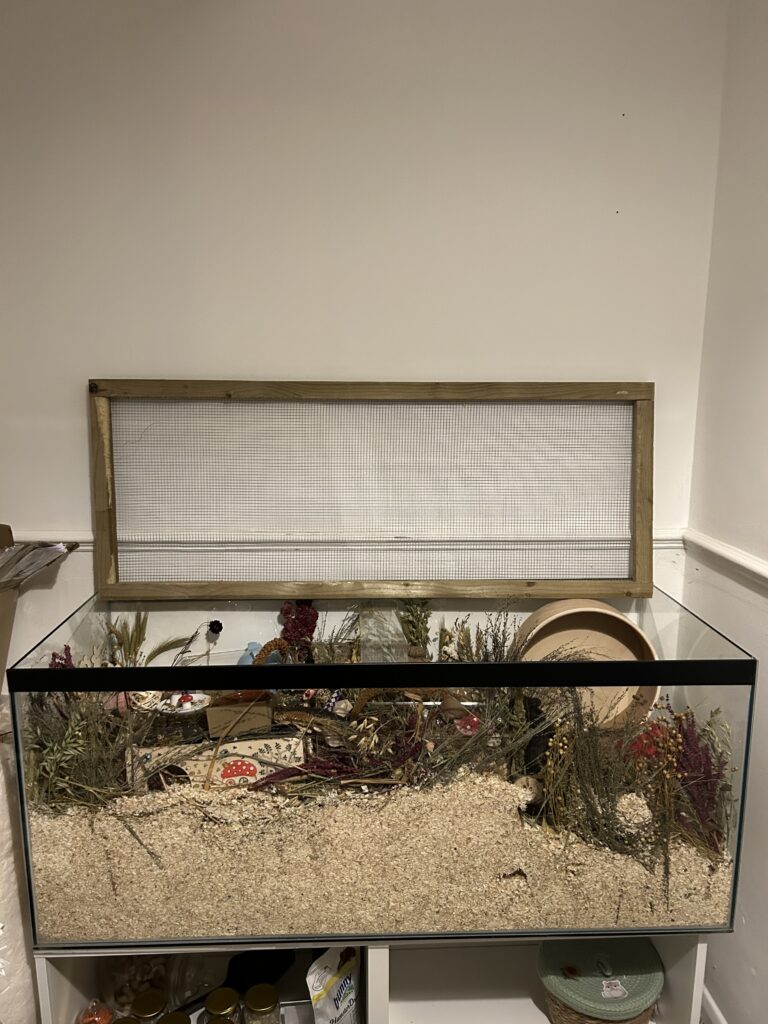 Hamster Cage Ideas for Your Hamster Setup