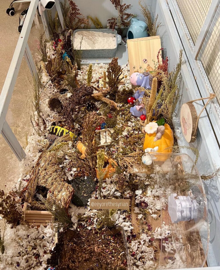 Hamster Cage Ideas for Your Hamster Setup